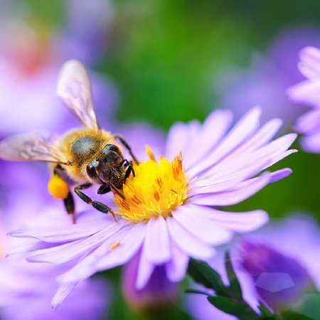 Pollination, a perfect alliance between plants and animals