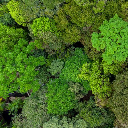 amazon-rainforest-in-danger