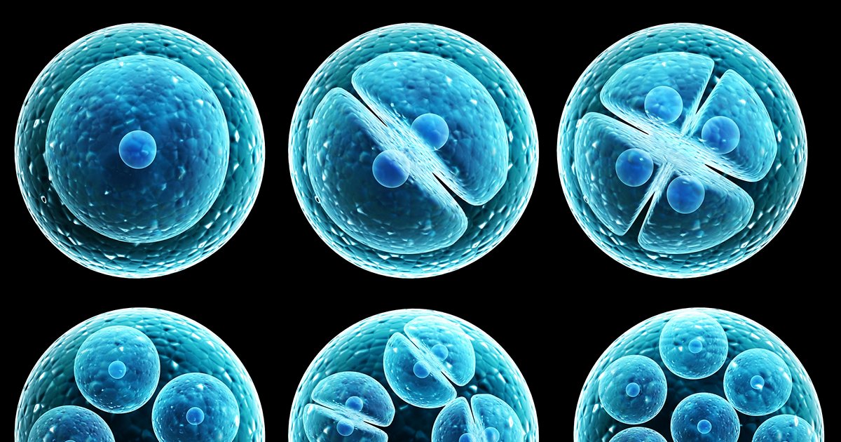 Lezione di approfondimento sulla meiosi