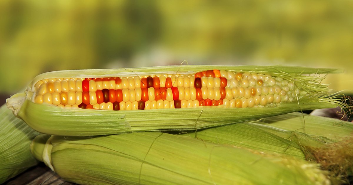 OGM: organismi geneticamente modificati