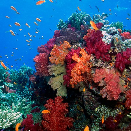 A cinque anni dal ciclone Winston, rinascono i coralli delle Figi