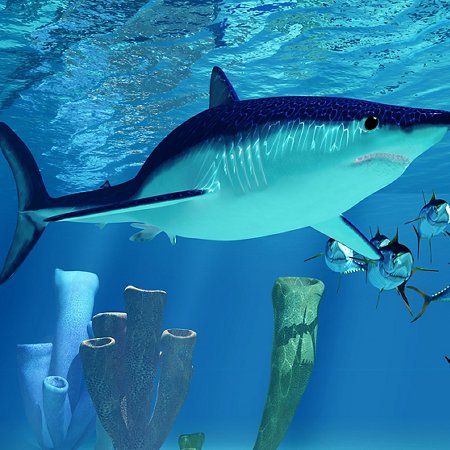 Back-scratching sharks