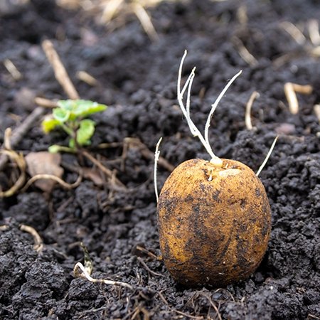 The super genetics of the potato