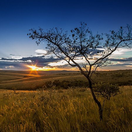 The relentless deforestation of the Cerrado