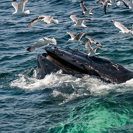 Whales against climate change