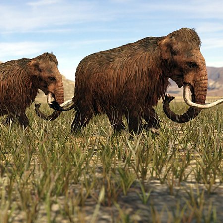 Mammoth chromosome structure reconstructed