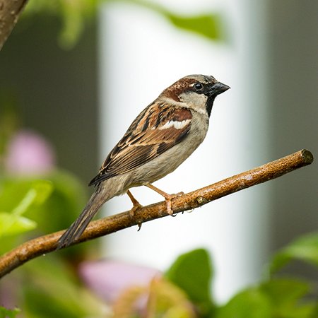 Nessuno vola sul nido del passero