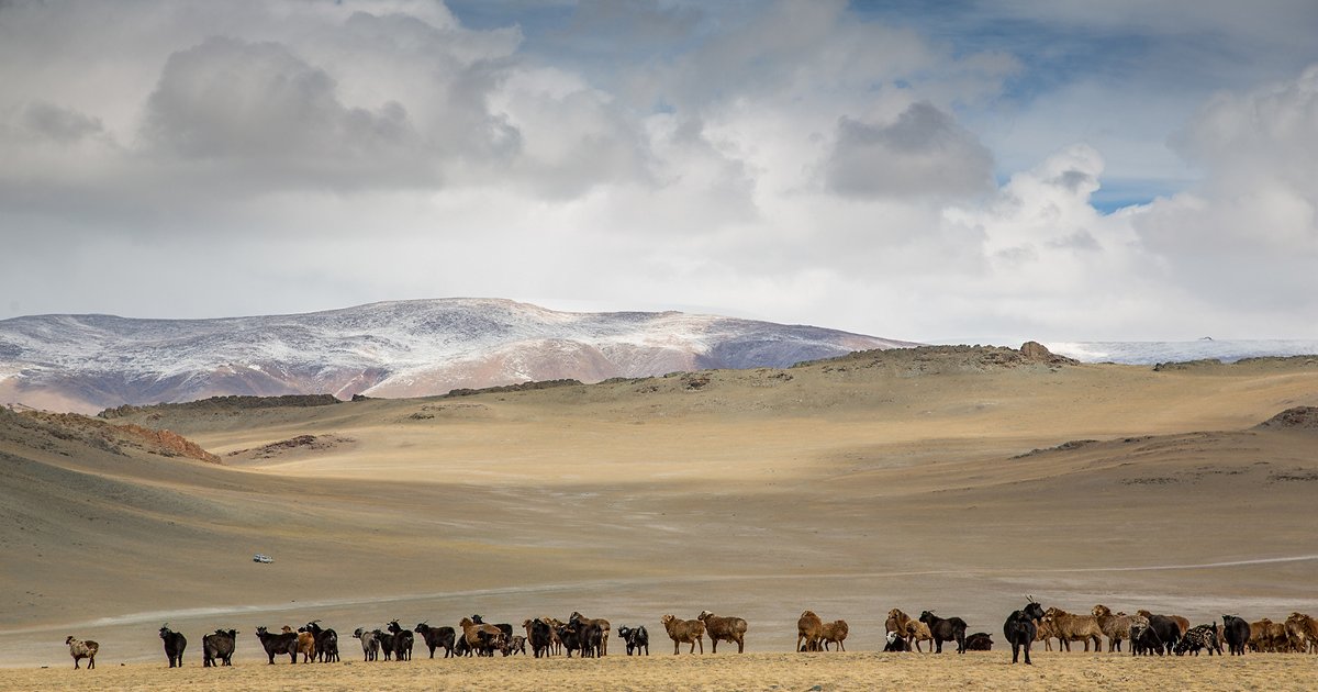 Steppa in difficoltà